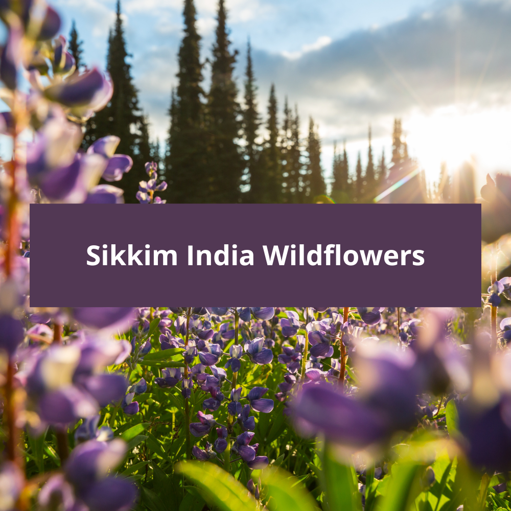 Sikkim India Wildflowers