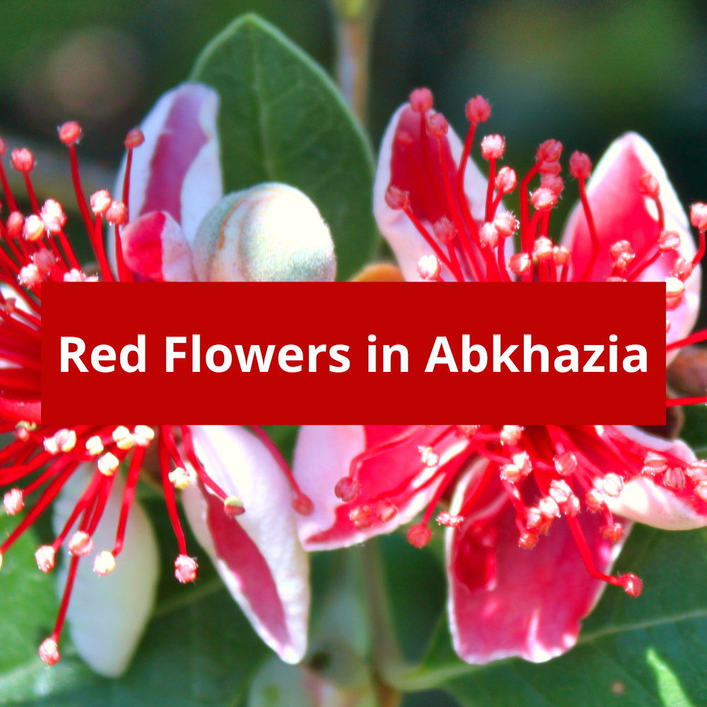 Red Flowers in Abkhazia