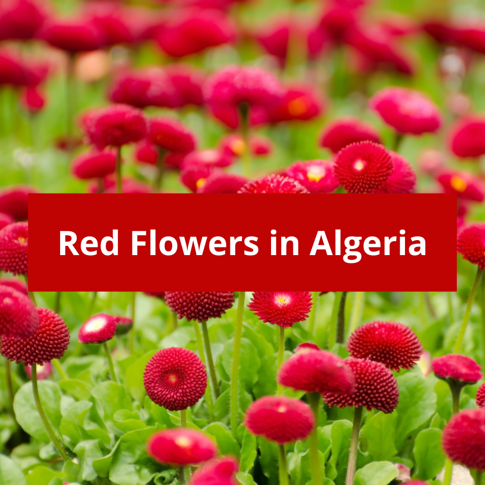 Red Flowers in Algeria