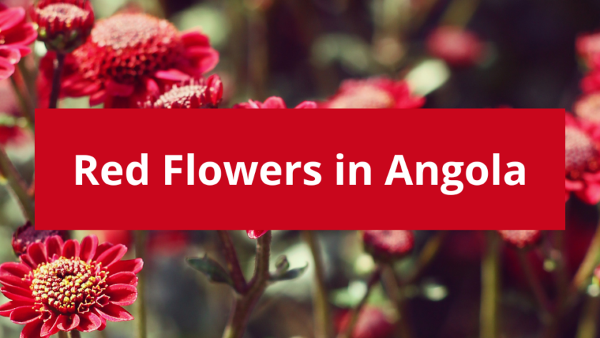 Red Flowers in Angola