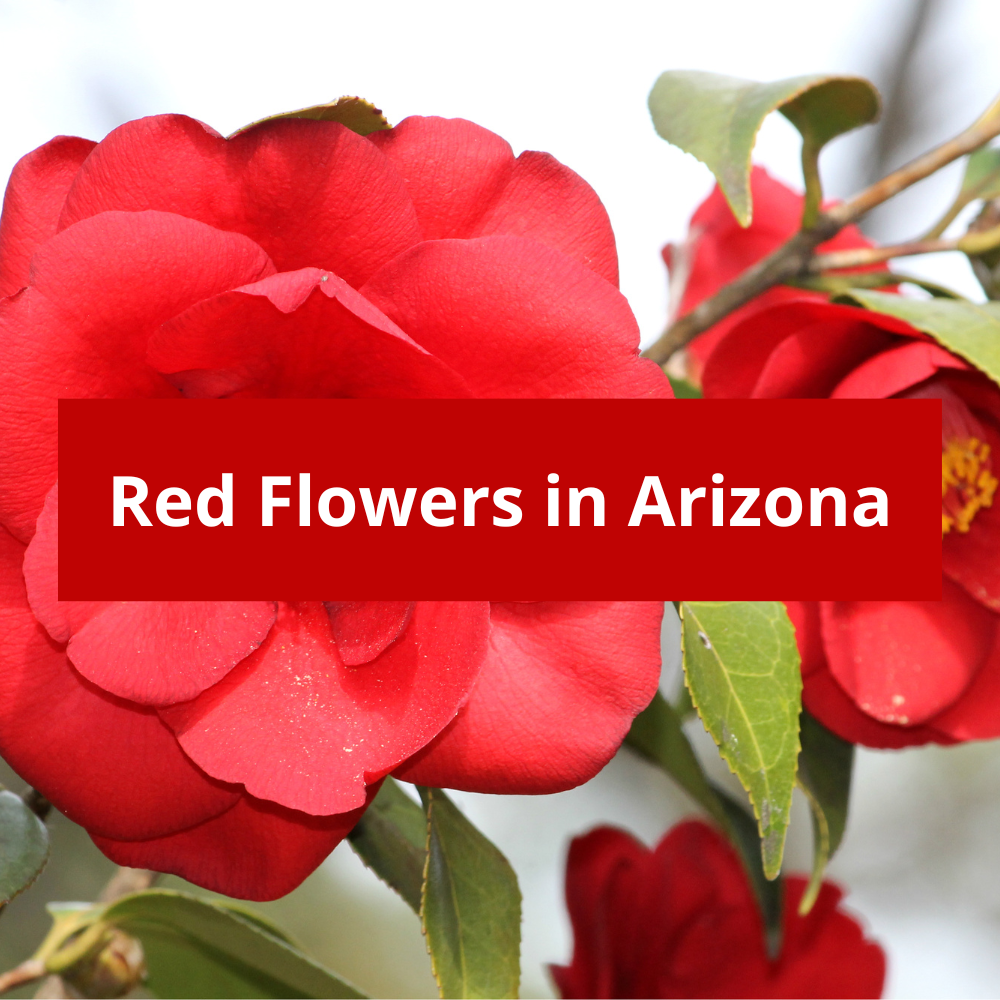 Red Flowers in Arizona