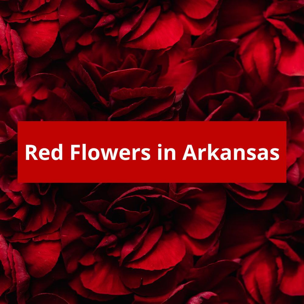 Red Flowers in Arkansas