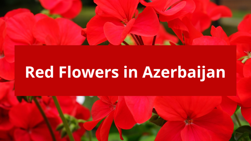 Red Flowers in Azerbaijan