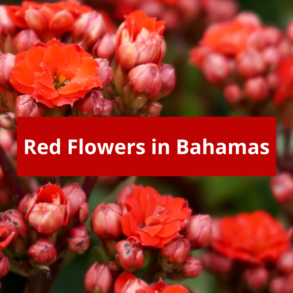 Red Flowers in Bahamas