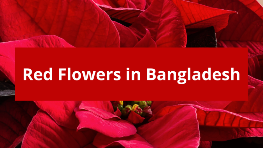 Red Flowers in Bangladesh