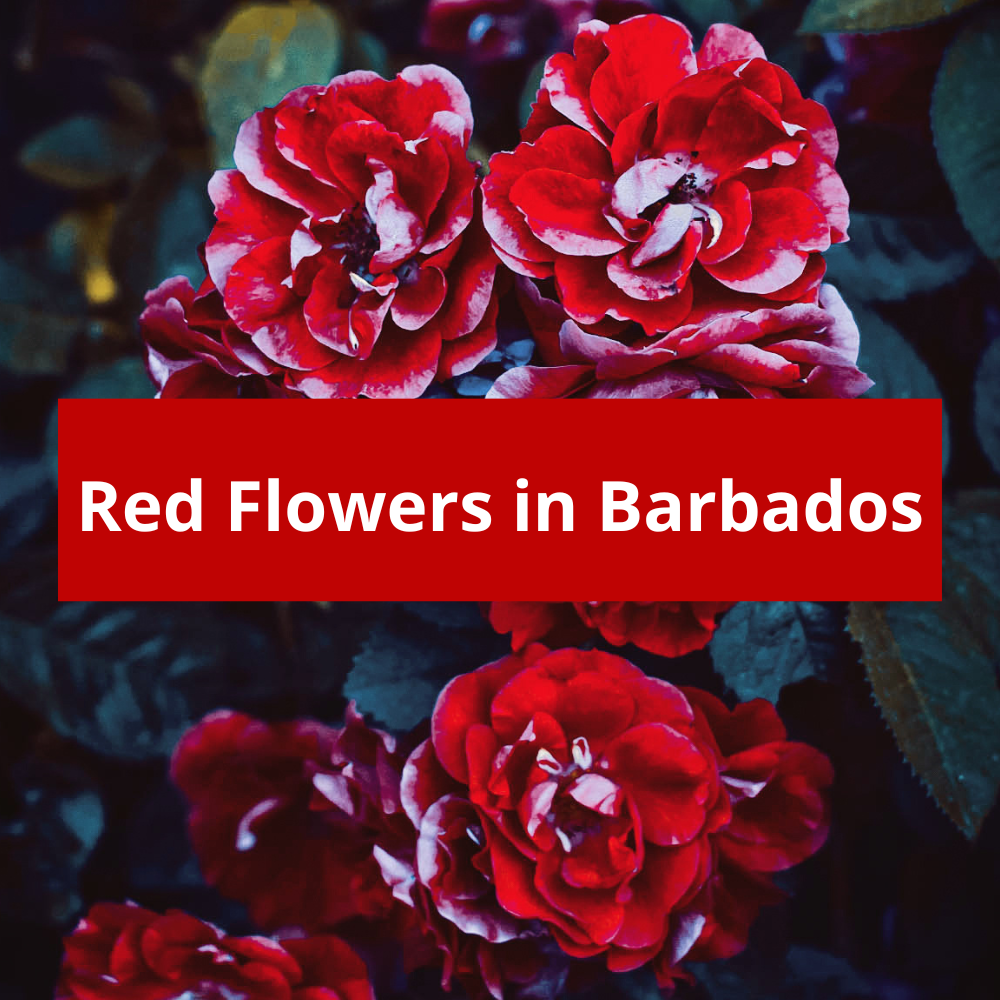 Red Flowers in Barbados