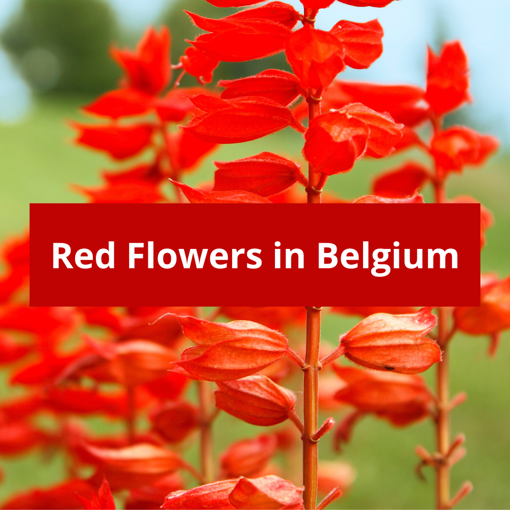 Red Flowers in Belgium