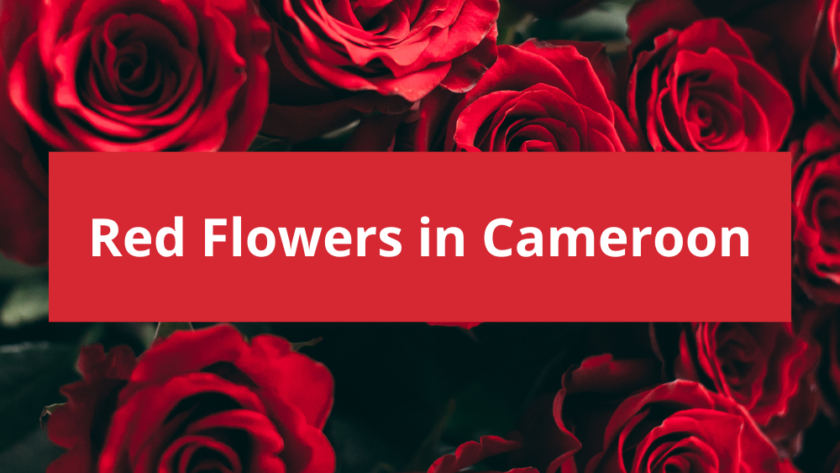 Red Flowers in Cameroon