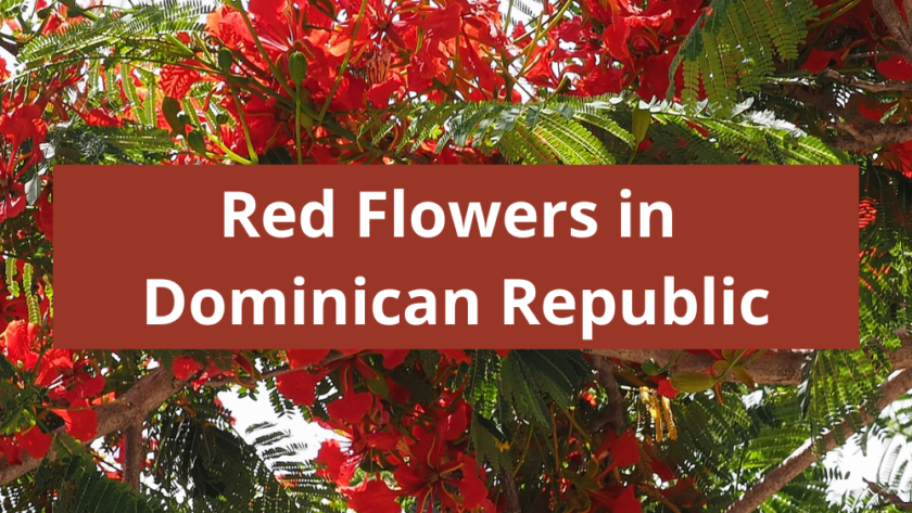 Red Flowers in Dominican Republic