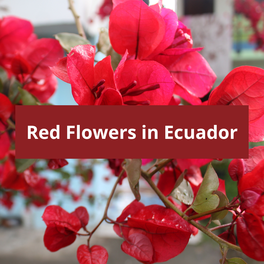 Red Flowers in Ecuador