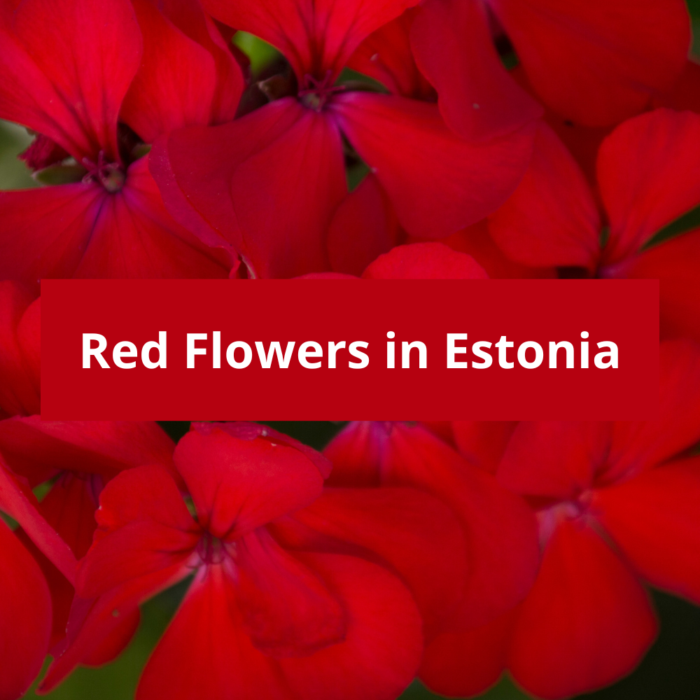 Red Flowers in Estonia