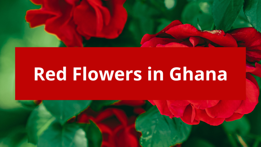 Red Flowers in Ghana