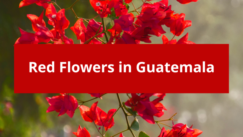 Red Flowers in Guatemala