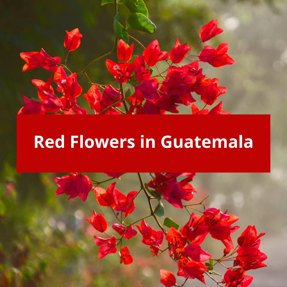 Red Flowers in Guatemala