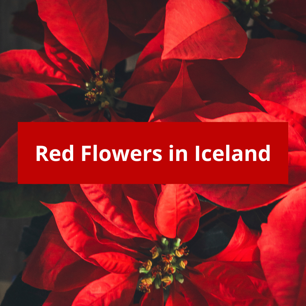 Red Flowers in Iceland