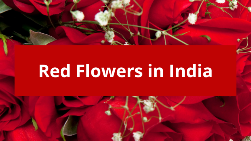 Red Flowers in India
