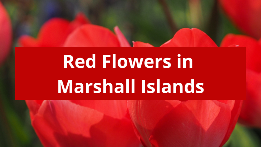 Red Flowers in Marshall Islands