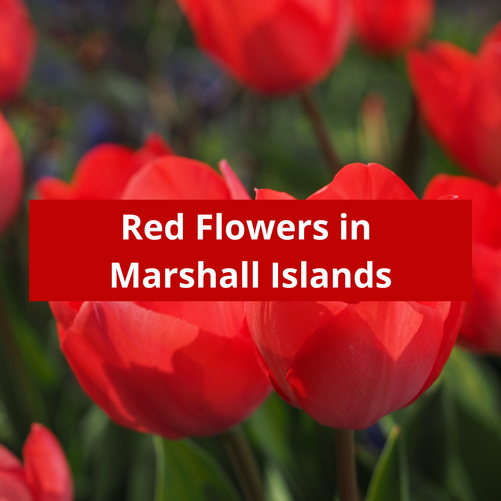 Red Flowers in Marshall Islands