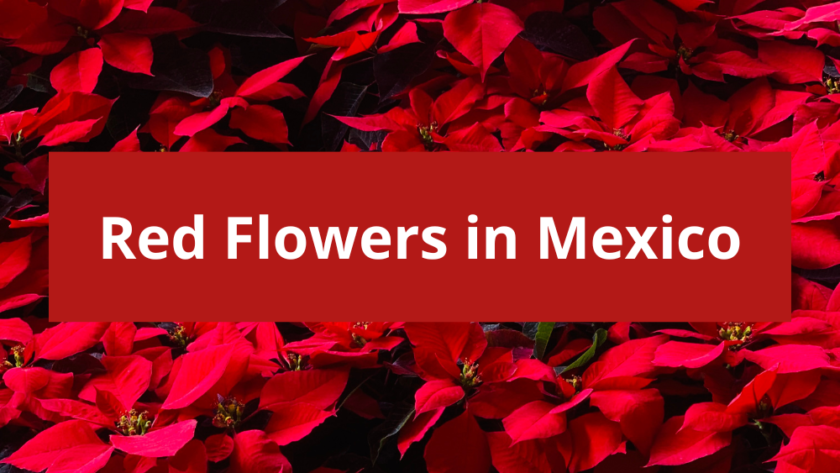 Red Flowers in Mexico