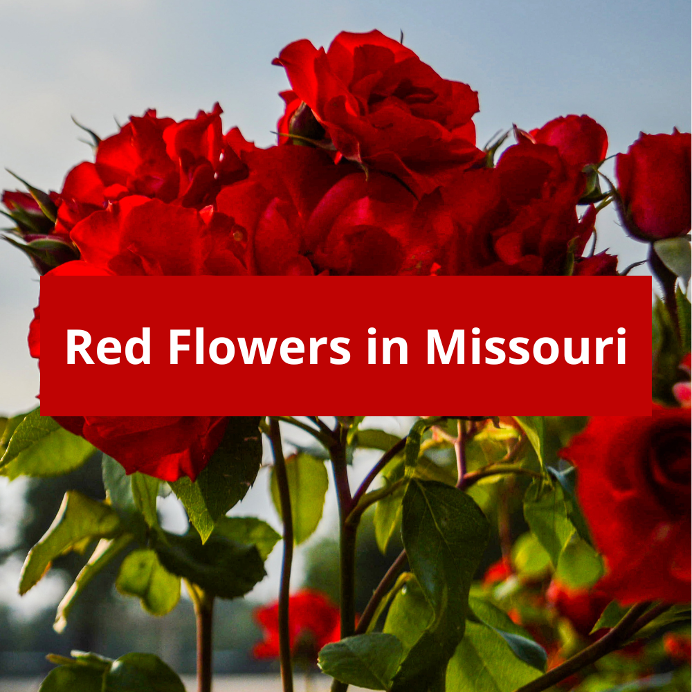 Red Flowers in Missouri