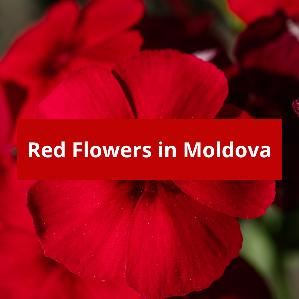Red Flowers in Moldova