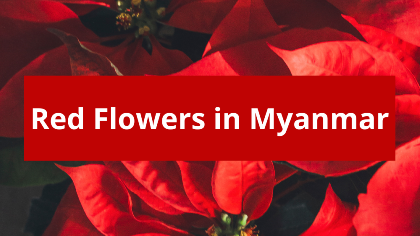 Red Flowers in Myanmar