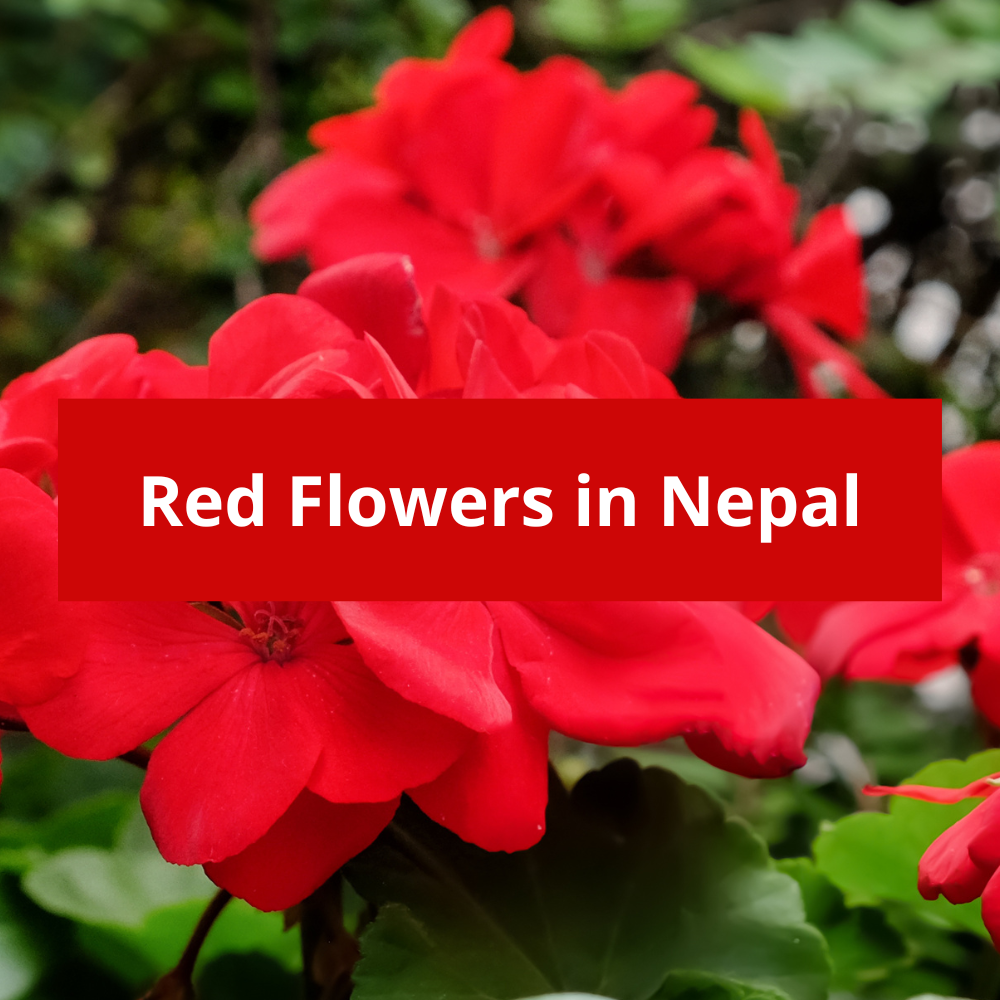 Red Flowers in Nepal