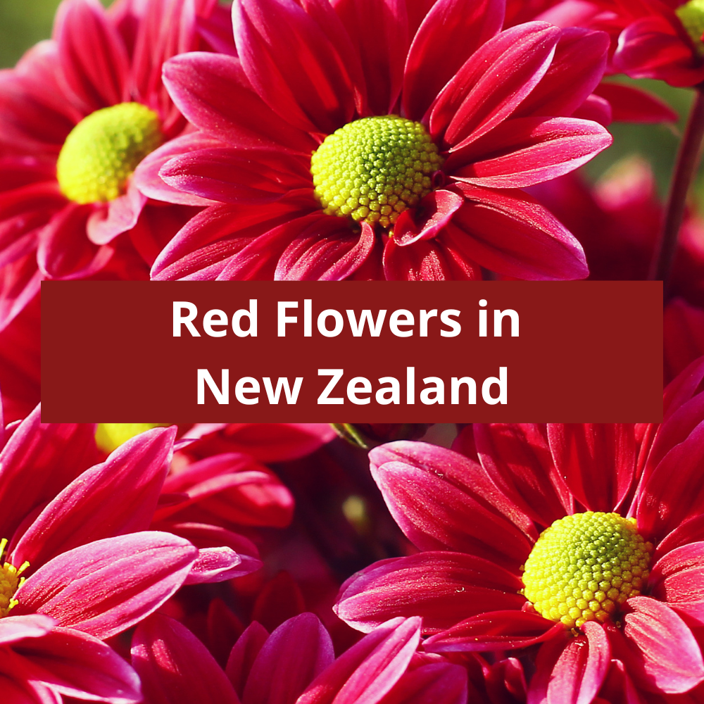 Red Flowers in New Zealand