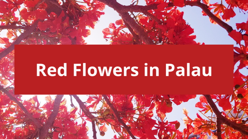 Red Flowers in Palau