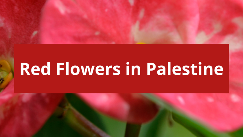 Red Flowers in Palestine