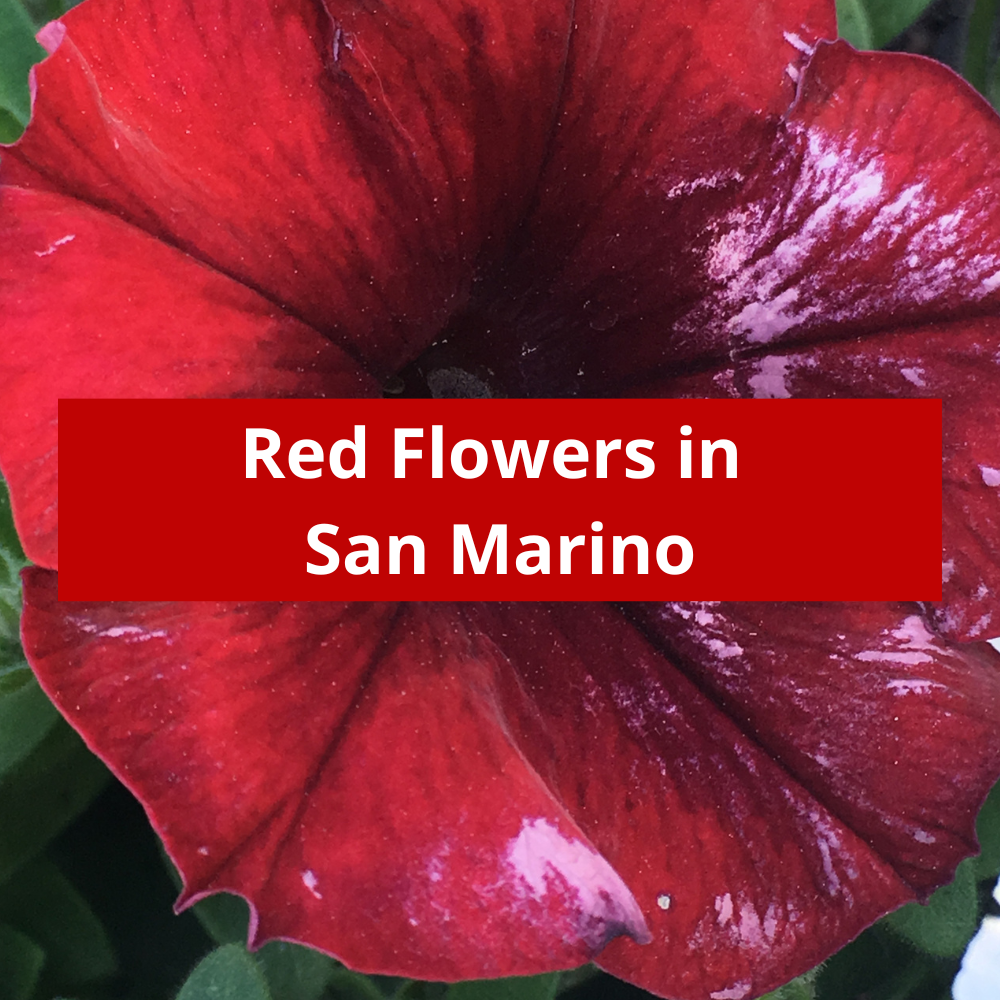 Red Flowers in San Marino
