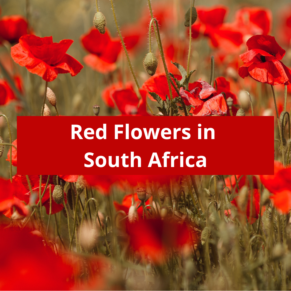 Red Flowers in South Africa