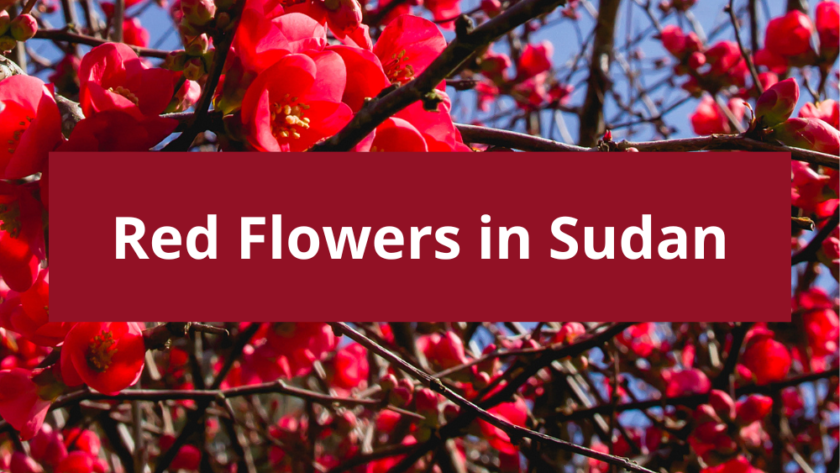 Red Flowers in Sudan