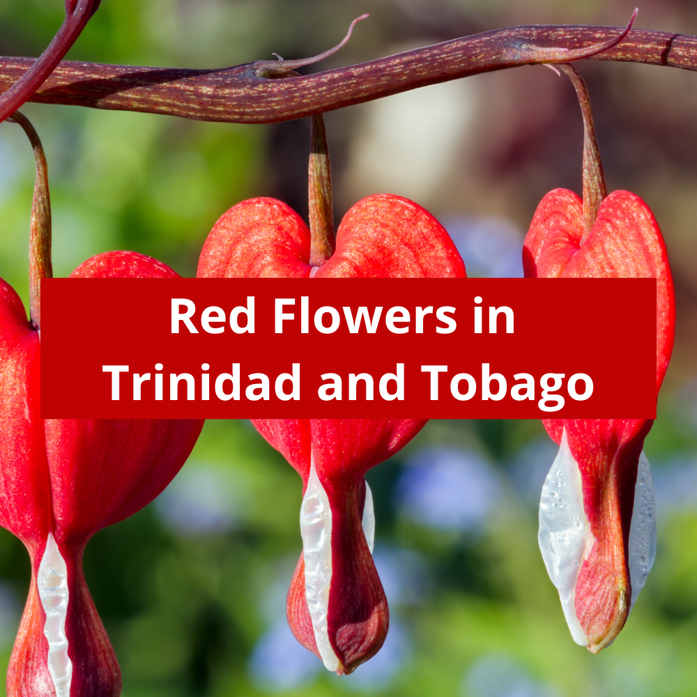 Red Flowers in Trinidad and Tobago