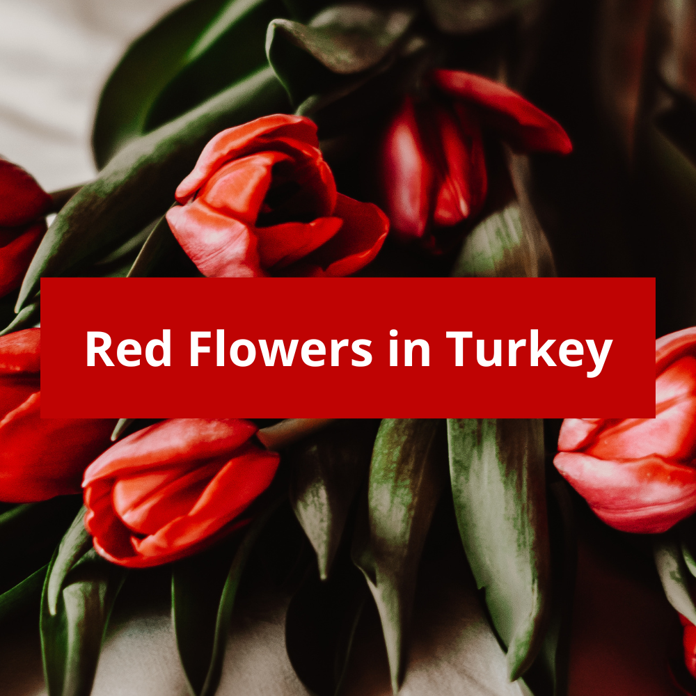 Red Flowers in Turkey