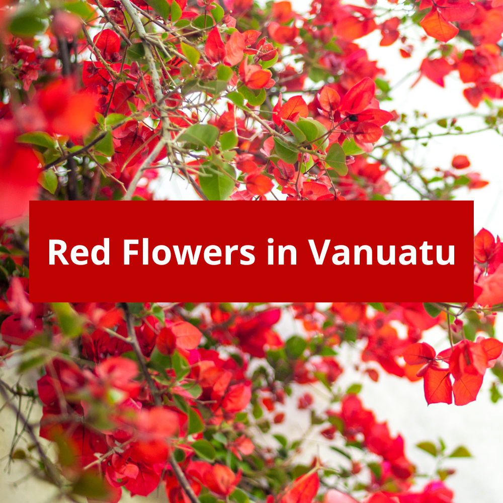 Red Flowers in Vanuatu