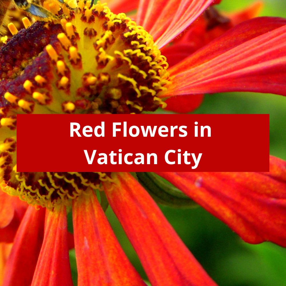 Red Flowers in Vatican City