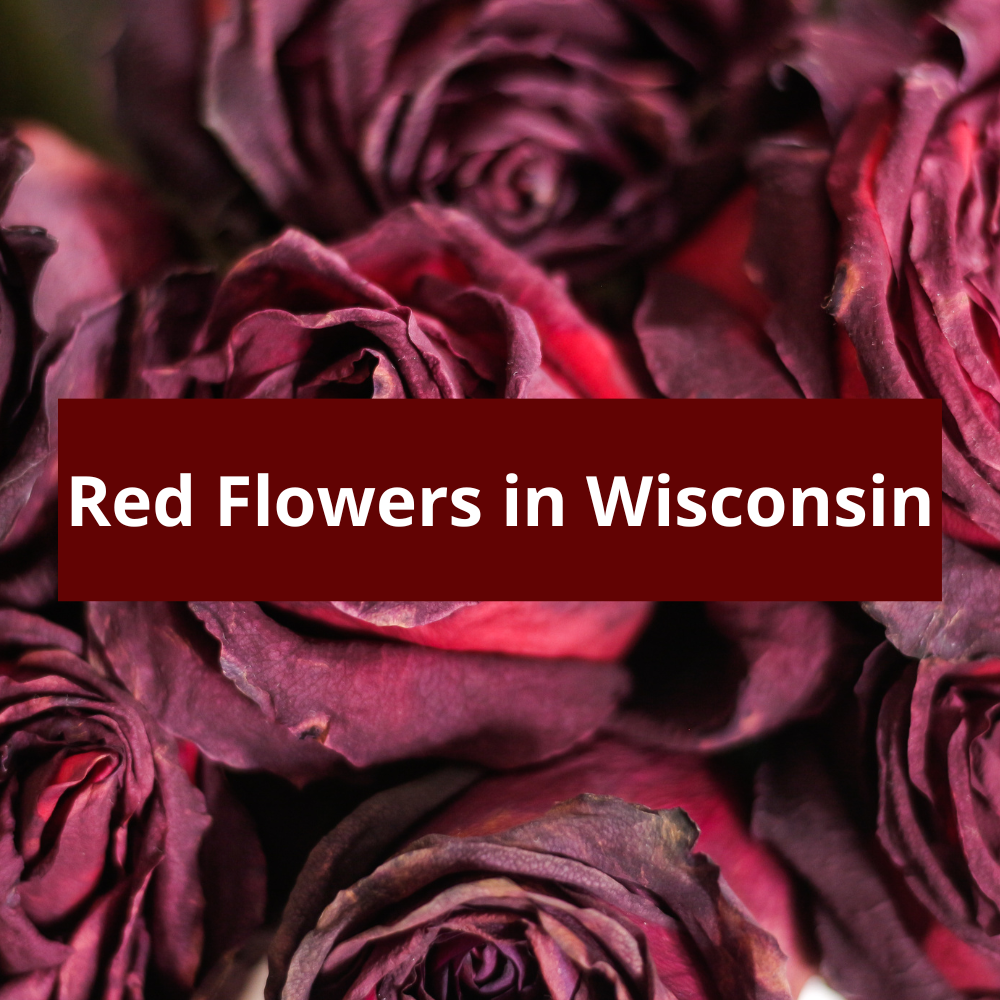 Red Flowers in Wisconsin