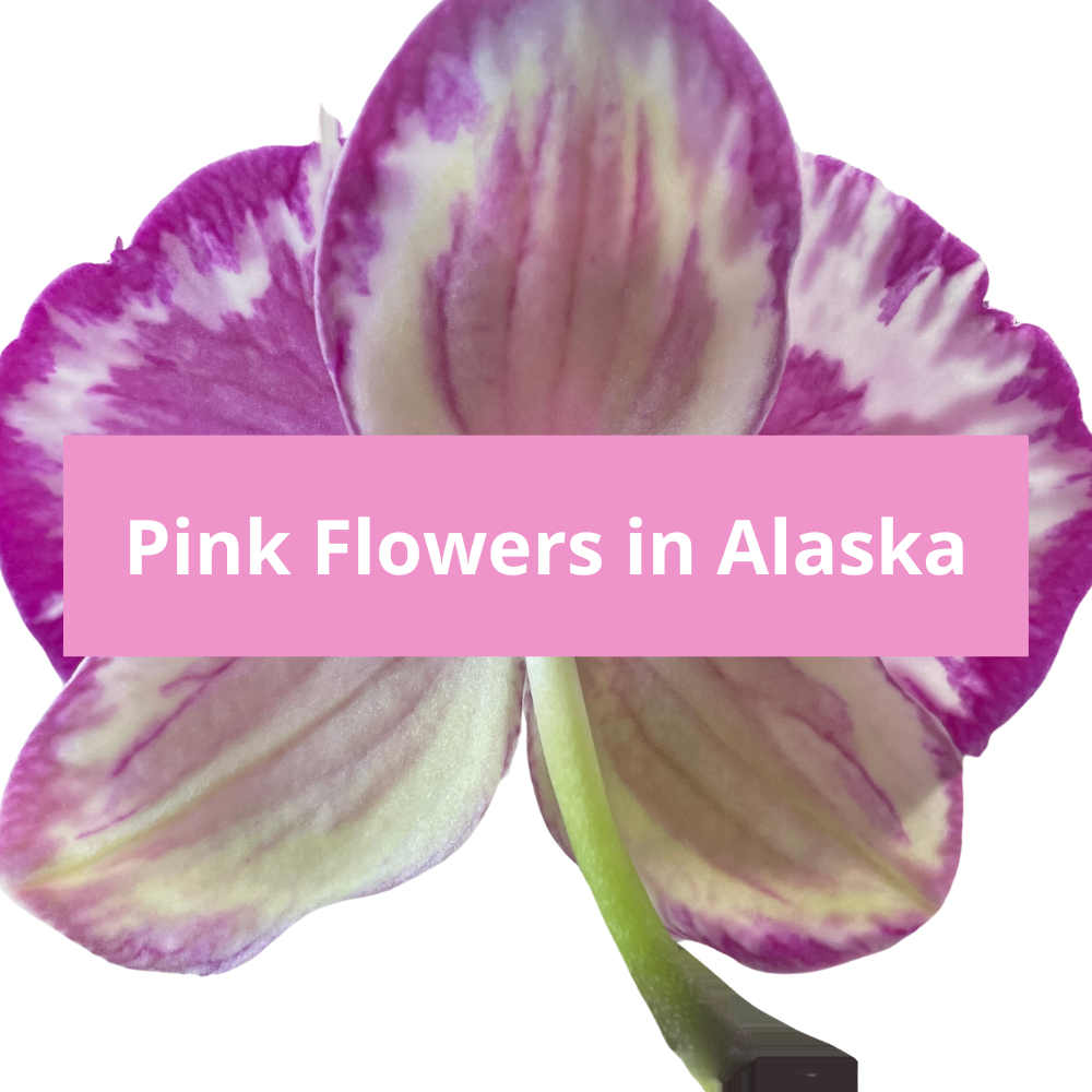 Pink Flowers in Alaska