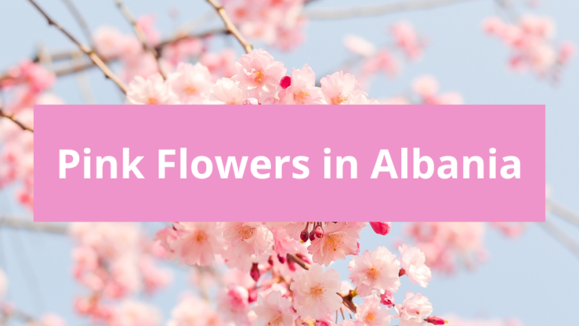 Pink Flowers in Albania