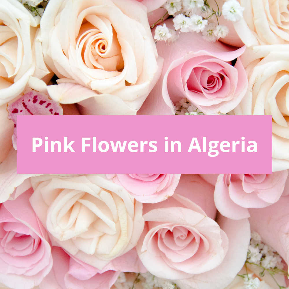 Pink Flowers in Algeria