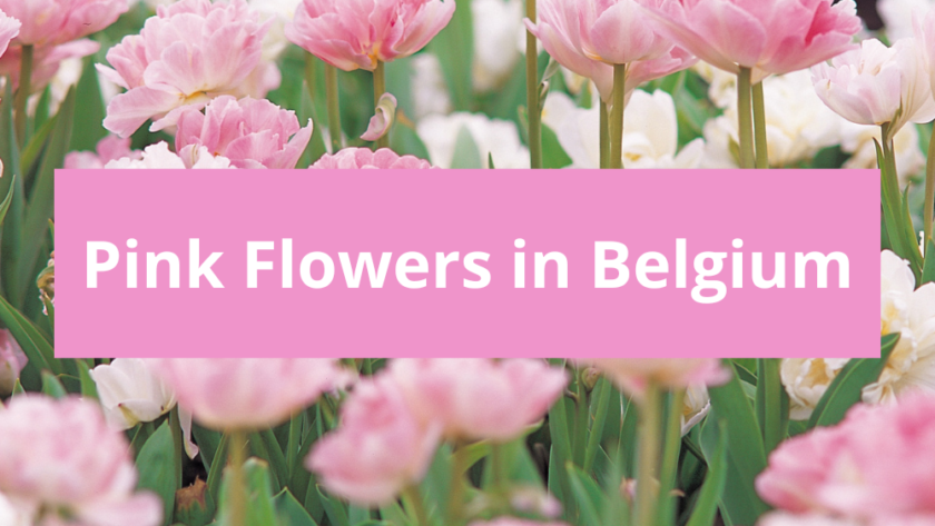 Pink Flowers in Belgium