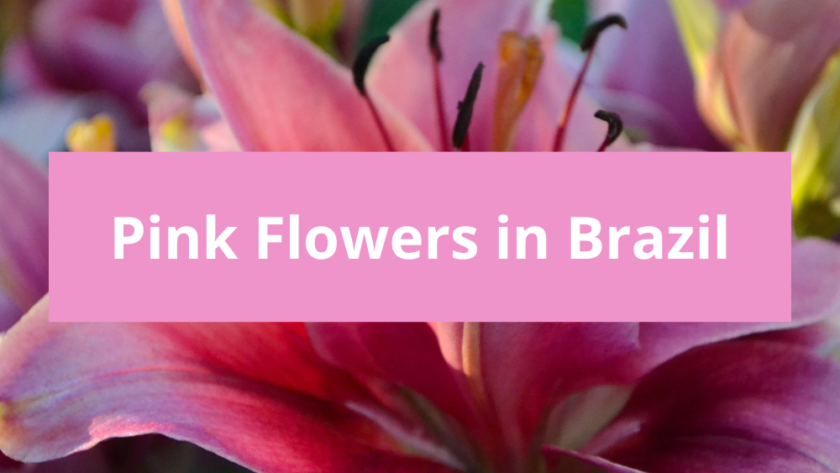 Pink Flowers in Brazil