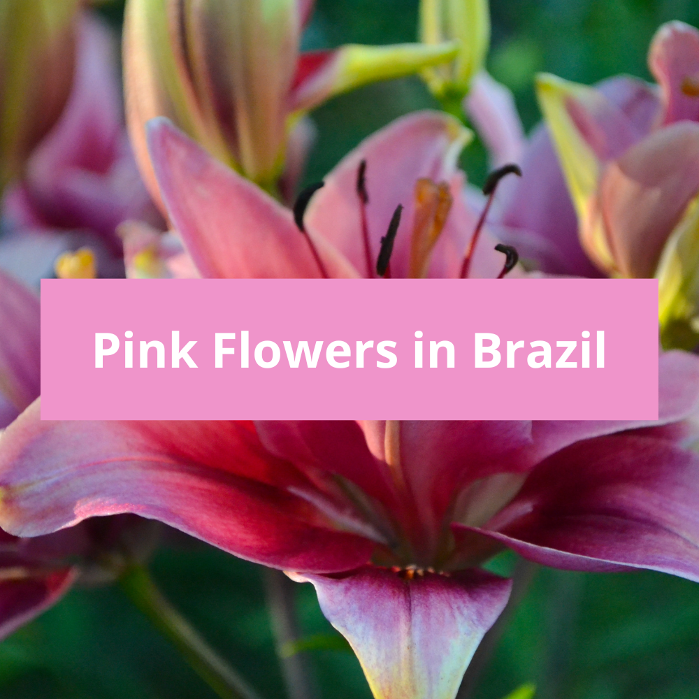 Pink Flowers in Brazil