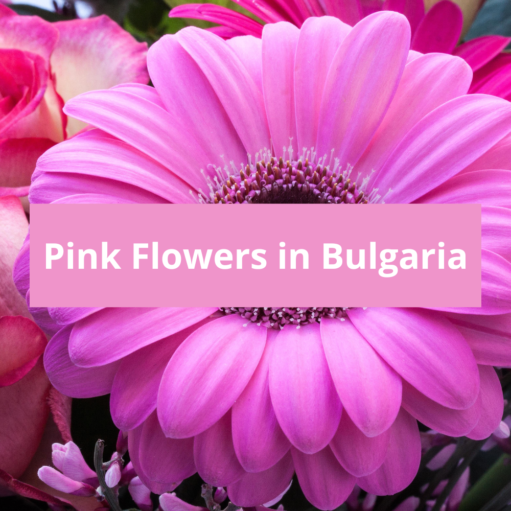 Pink Flowers in Bulgaria