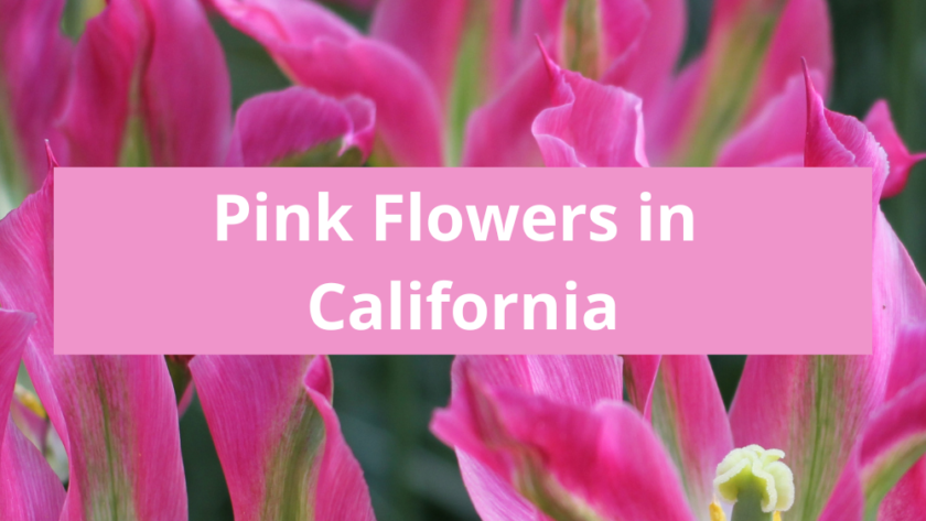 Pink Flowers in California