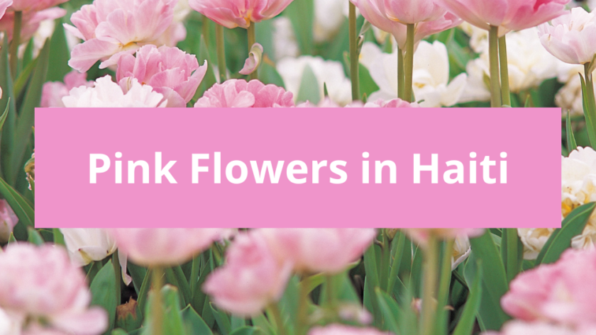 Pink Flowers in Haiti
