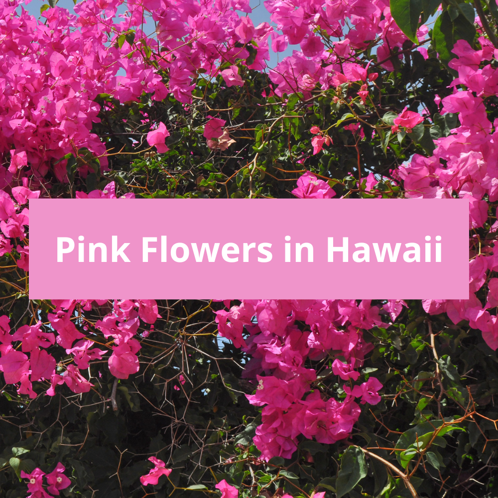Pink Flowers in Hawaii