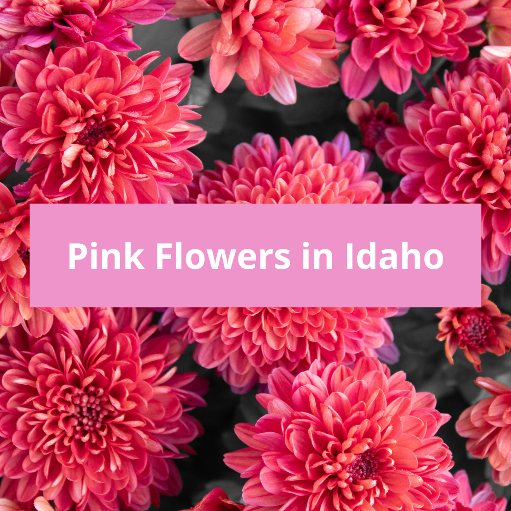 Pink Flowers in Idaho