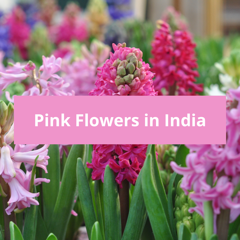 Pink Flowers in India